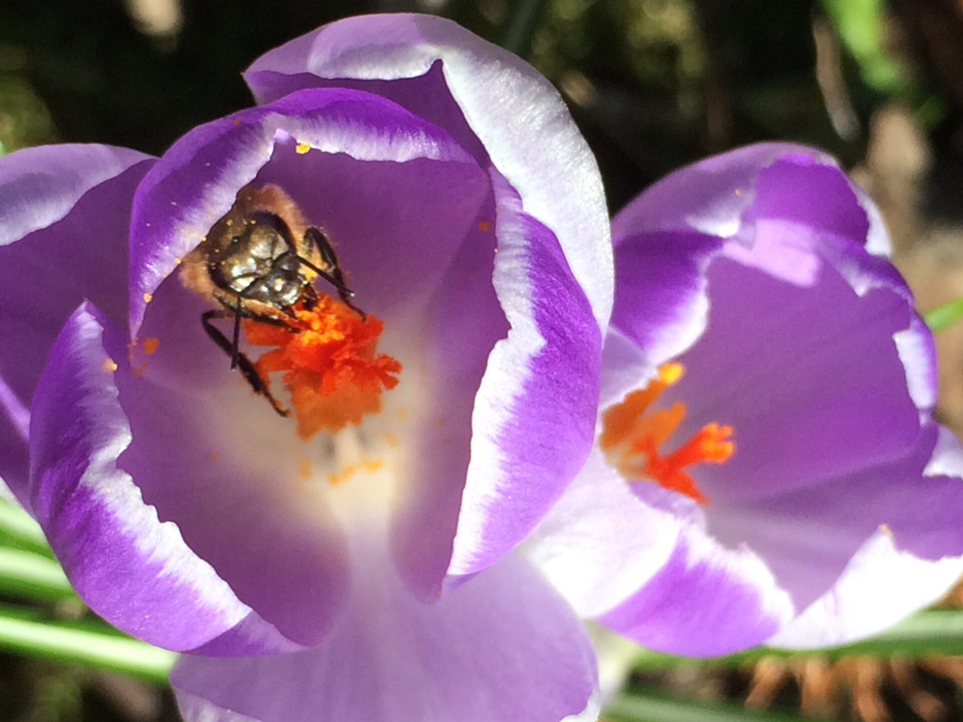 Nine early blooming flowers - International School Parent
