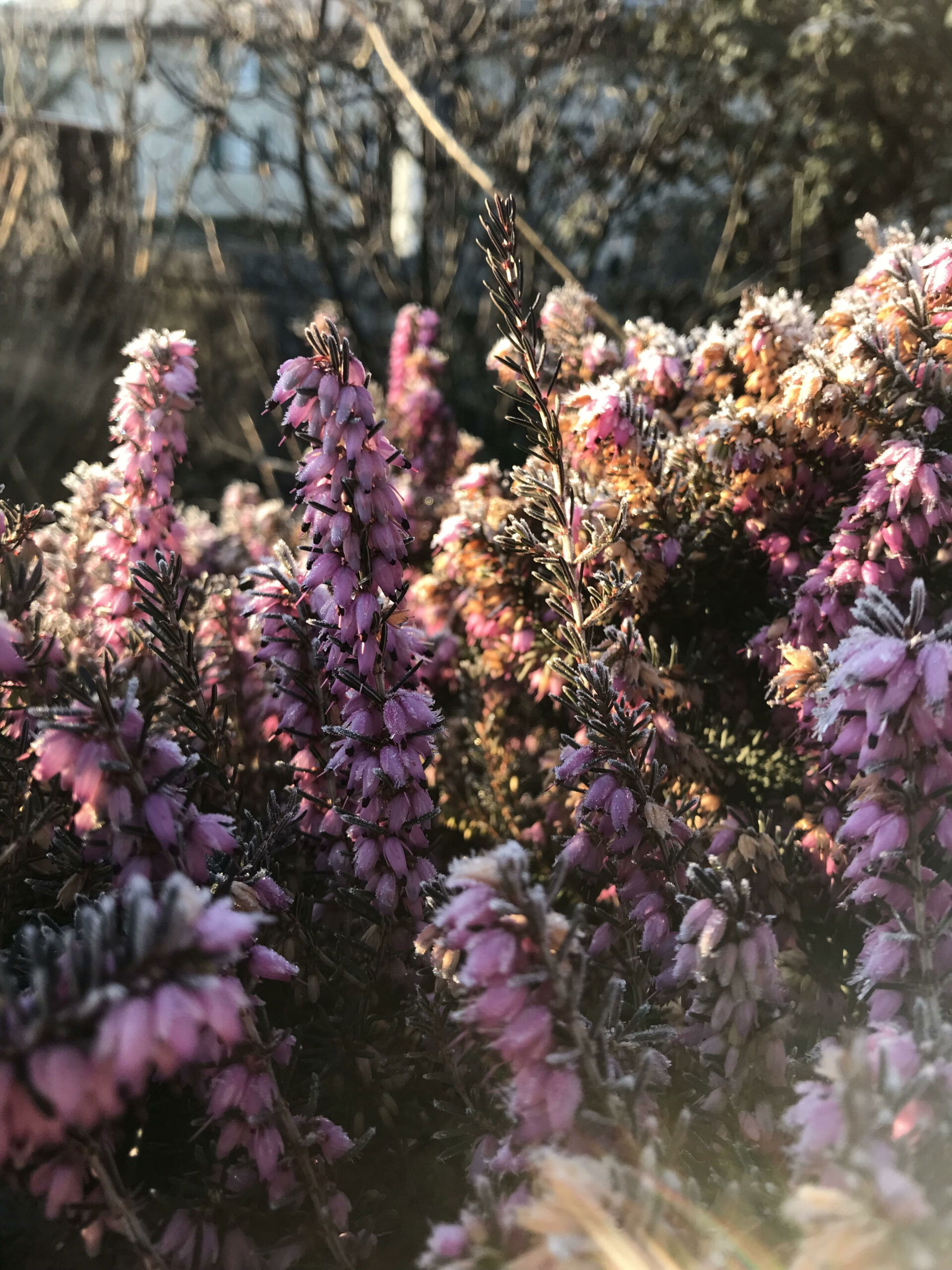 Nine early blooming flowers - International School Parent