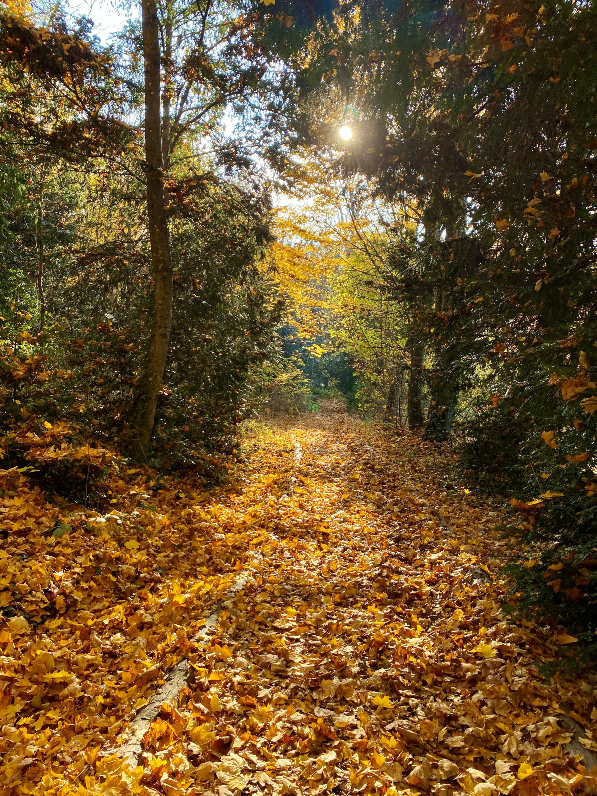 The true nature of things: Ecolint’s Forest School programme ...